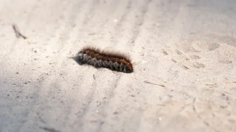 Huge furry Fox Moth caterpillar (Macroth... | Stock Video | Pond5