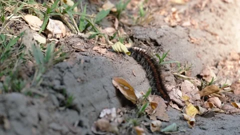 Huge furry Fox Moth caterpillar crawling... | Stock Video | Pond5