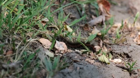 Huge furry Fox Moth caterpillar crawling... | Stock Video | Pond5