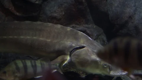 Huge gray fish with a big head swims acr... | Stock Video | Pond5
