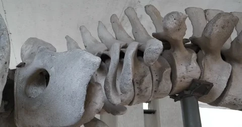 Huge grey skeleton of big blue whale. Wh... | Stock Video | Pond5