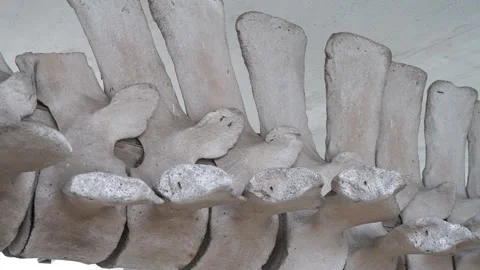 Huge grey skeleton of big blue whale. Wh... | Stock Video | Pond5