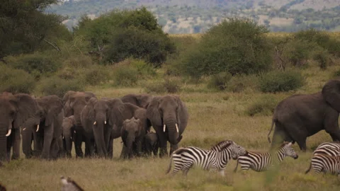 Animals Running Away Stock Footage ~ Royalty Free Stock Videos | Pond5