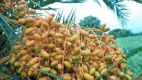 Group The Dates Stock Videos – Royalty-Free HD & 4K Videos