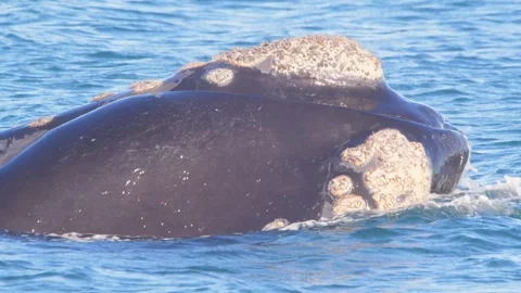 Huge head of a Right Whale emerges from ... | Stock Video | Pond5