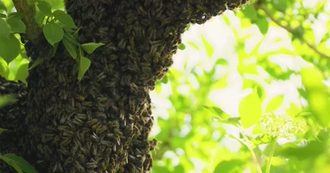 Maester Stuck Stock Videos – Royalty-Free HD & 4K Videos