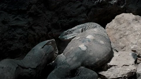 Huge mean looking monitor lizard basking... | Stock Video | Pond5
