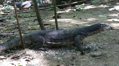 Huge monitor lizard eats food. Palawan I... | Stock Video | Pond5
