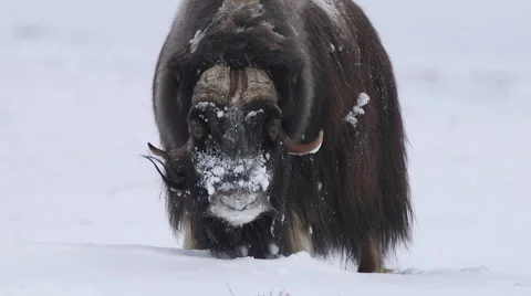 Huge musk ox bull shaking its body stand... | Stock Video | Pond5