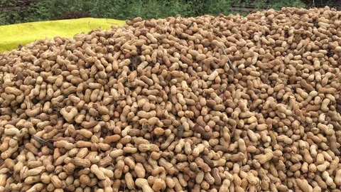 A huge pile of fresh harvest peanuts on ... | Stock Video | Pond5