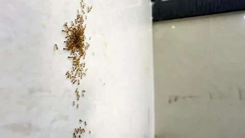 Aot Stock Video Footage | Royalty Free Aot Videos | Pond5