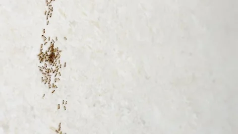 Aot Stock Video Footage | Royalty Free Aot Videos | Pond5