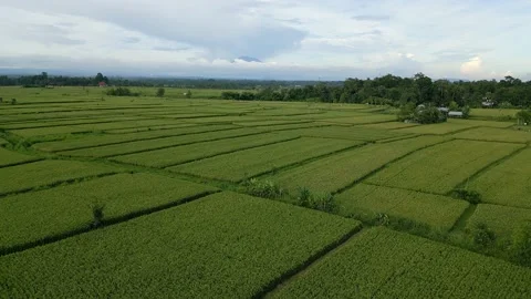 Huge rice fields farming terraces with v... | Stock Video | Pond5