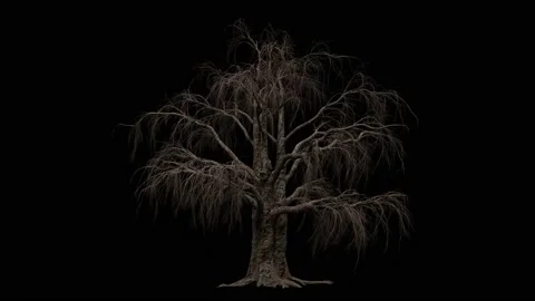 huge scary tree isolated on black with a... | Stock Video | Pond5