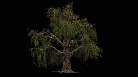huge scary tree isolated on black with a... | Stock Video | Pond5
