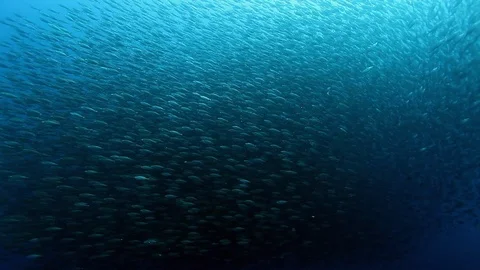 Huge school of fish of one species under... | Stock Video | Pond5