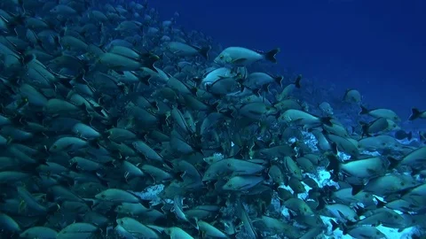 Huge school of fish of one species in un... | Stock Video | Pond5