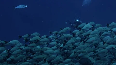 Huge school of fish of one species in un... | Stock Video | Pond5