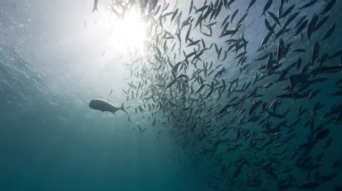 Huge school of fish underwater 4K | Stock Video | Pond5