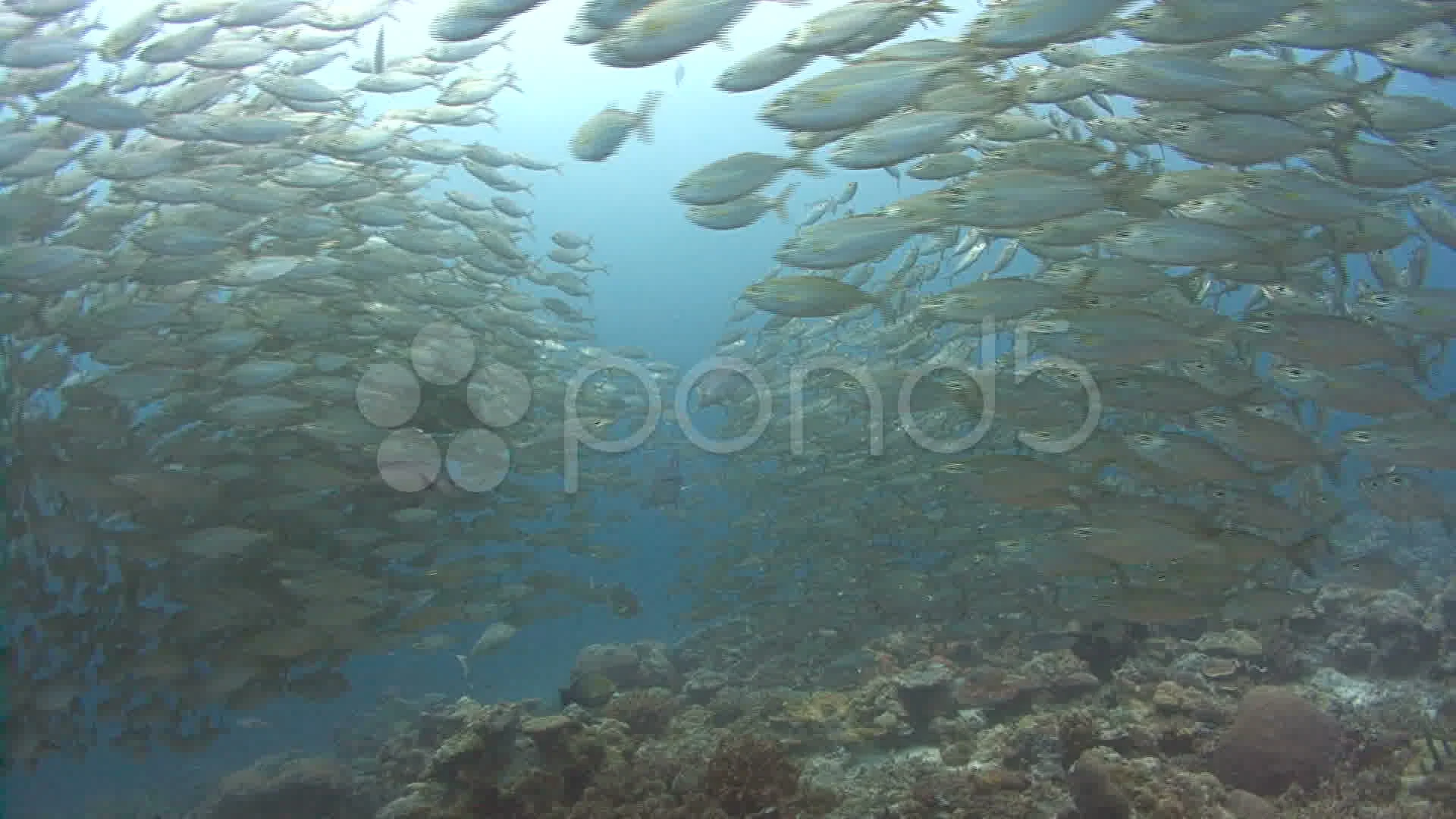 Moving Pictures Of Fish Swimming
