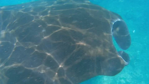 Huge sea manta ray floats in clear water... | Stock Video | Pond5
