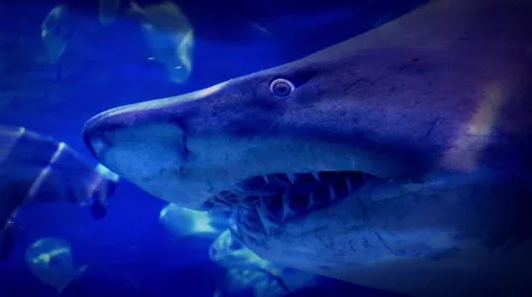Shark Stock Video Footage | Royalty Free Shark Videos | Pond5