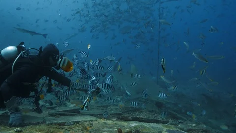 Huge sharks in blue deep ocean, underwat... | Stock Video | Pond5