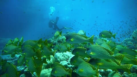 huge shoal of colorful tropic fish, red ... | Stock Video | Pond5