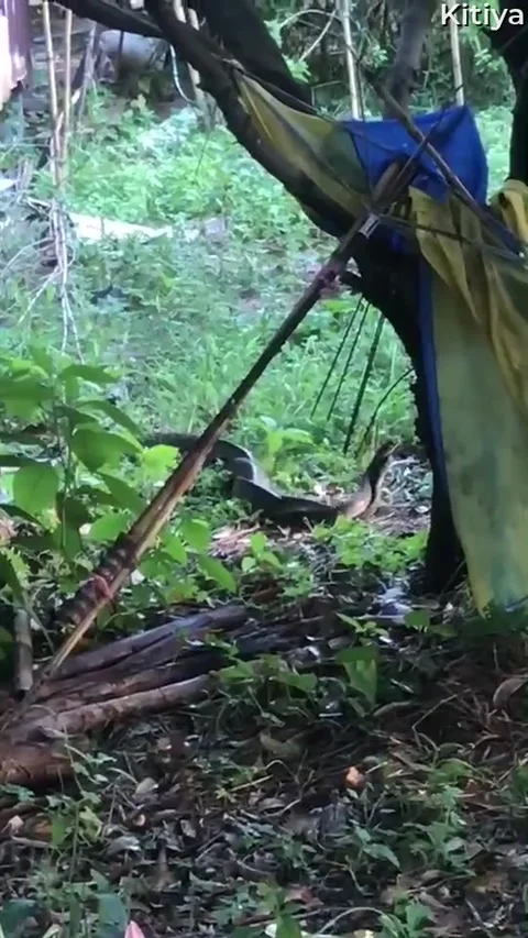 Other Reptiles Stock Videos – Royalty-Free HD & 4K Videos | Pond5