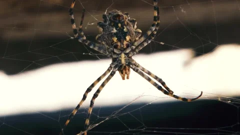 A huge spider swings on a web | Stock Video | Pond5