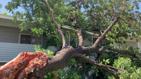 Huge Tree Falling on House | Stock Video | Pond5