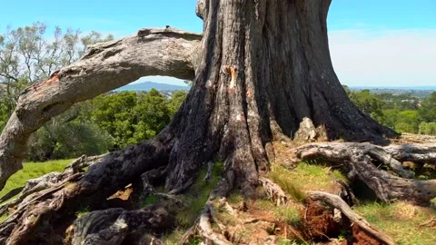 huge tree roots with big thick bark | Stock Video | Pond5