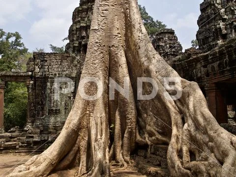 Huge trees with a powerful root system ~ Premium Photo #116609044