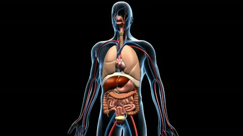 Human Anatomy A, 360 Degree Rotation | Stock Video | Pond5