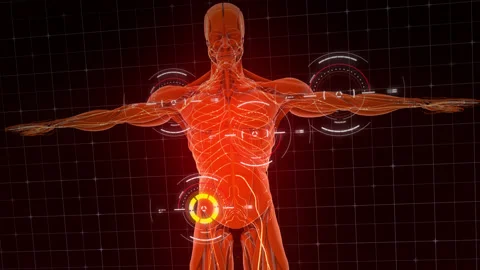 Human anatomy. 3D animation of muscular ... | Stock Video | Pond5