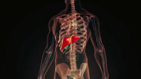 Organs Model Stock Footage ~ Royalty Free Stock Videos Pond5 
