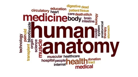Human anatomy animated word cloud, text ... | Stock Video | Pond5