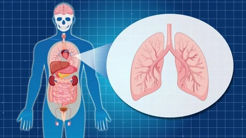 Human Anatomy Animation with Focus on Lu... | Stock Video | Pond5