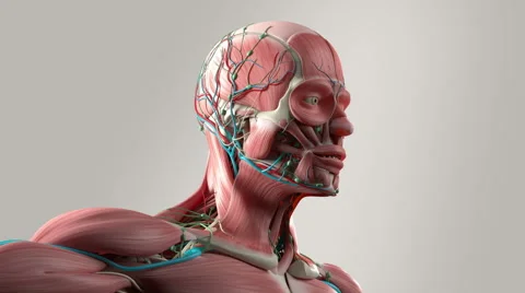 Human anatomy animation. Rotating view s... | Stock Video | Pond5