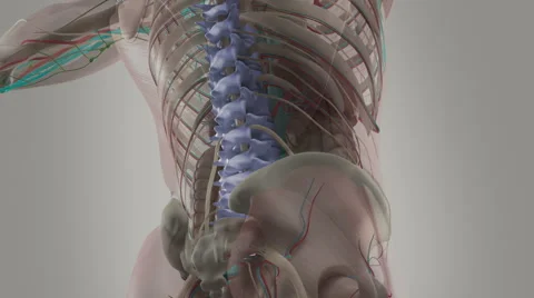 Back Muscle Anatomy Stock Footage ~ Royalty Free Stock Videos | Pond5