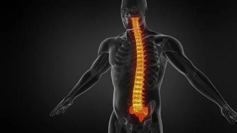 Human Anatomy Animation Showing Spine St... | Stock Video | Pond5