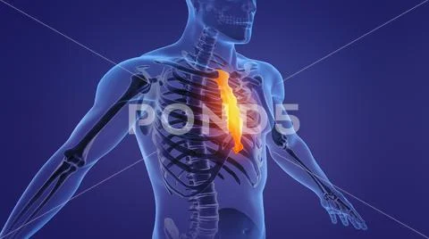 Human anatomy animation showing sternum and ribs Illustration #194930832