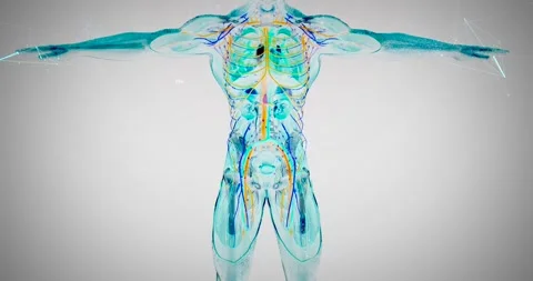 Human anatomy in augmented reality | Stock Video | Pond5