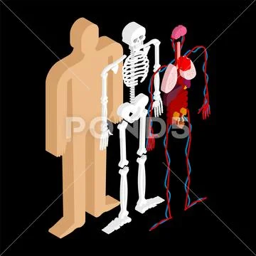 Human anatomy body isometric. Internal organs 3D. Organ systems of body ...