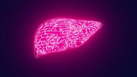 Human anatomy Body Organ Liver animation | Stock Video | Pond5