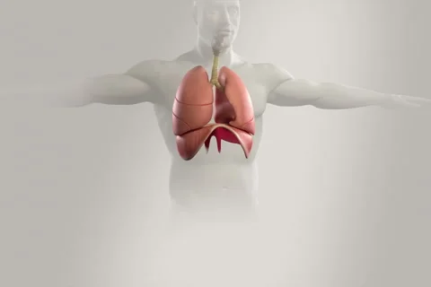 Human anatomy, body rotation showing lun... | Stock Video | Pond5