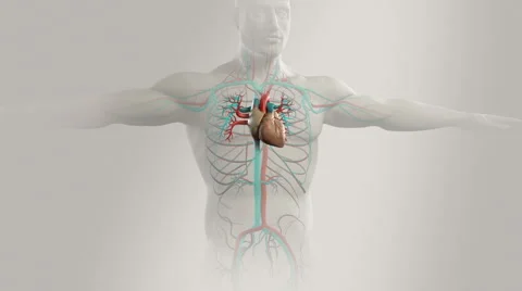 Body Cavities Stock Video Footage | Royalty Free Body Cavities Videos ...