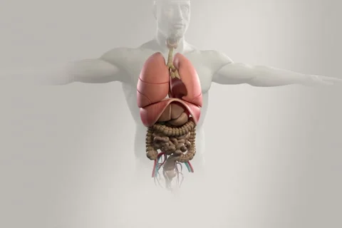 Human anatomy, body rotation showing org... | Stock Video | Pond5