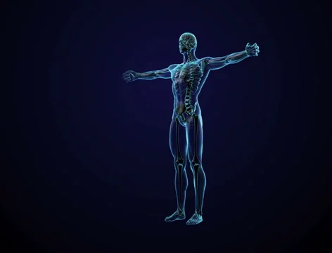 Human anatomy - CG animated seamless loo... | Stock Video | Pond5
