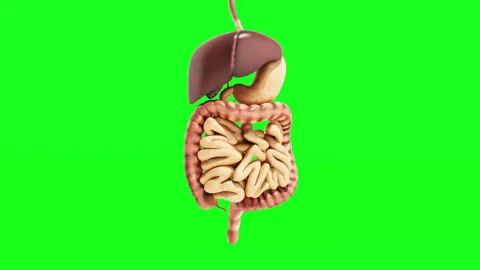 Human anatomy digestive system cutaway | Stock Video | Pond5